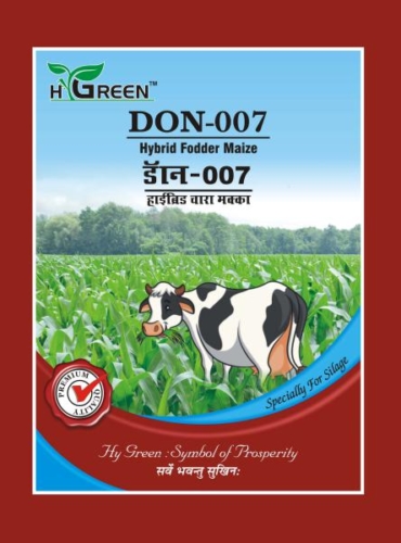 Maize – HyGreen Seeds
