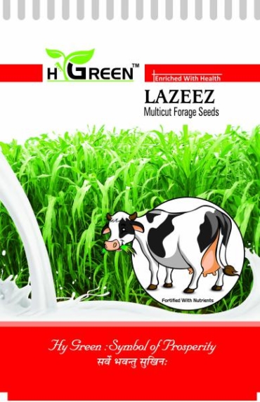 Fodder Pearl Millet – HyGreen Seeds