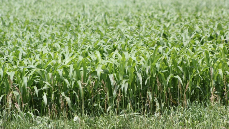 Forages – HyGreen Seeds